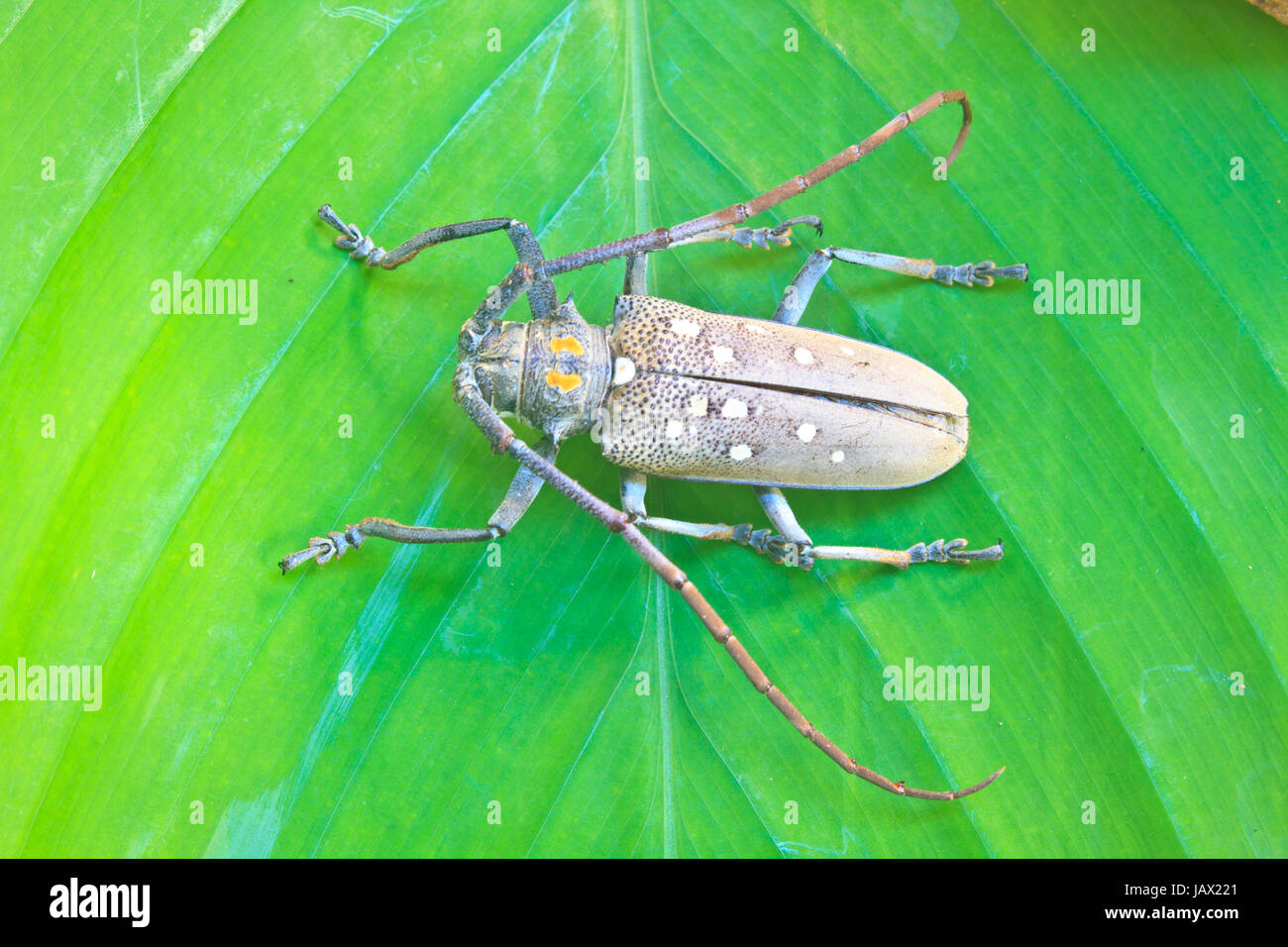 insect on leaf from Thailand, longhorn beetle in Genus Batocera ...