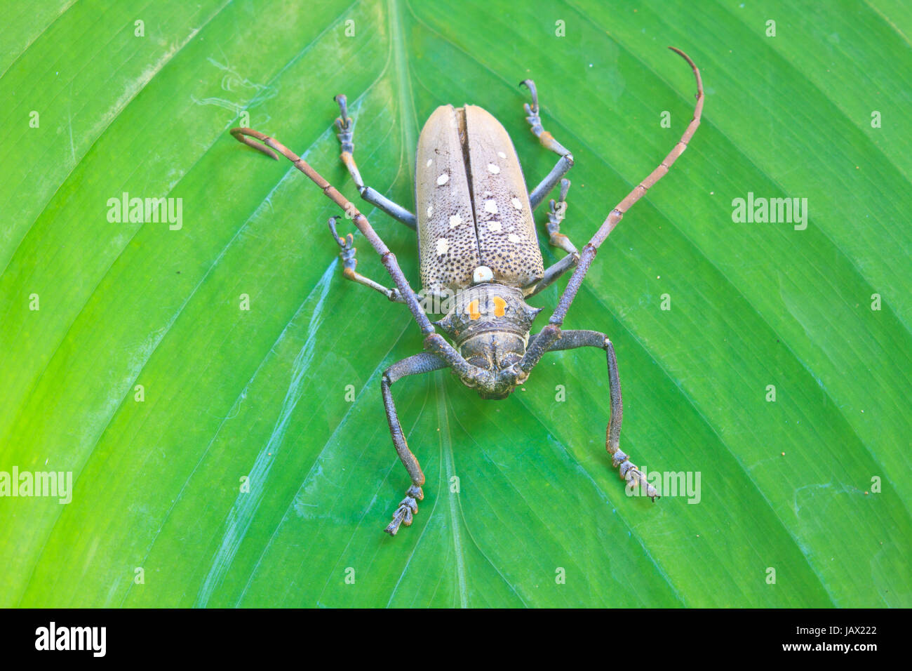 insect on leaf from Thailand, longhorn beetle in Genus Batocera ...