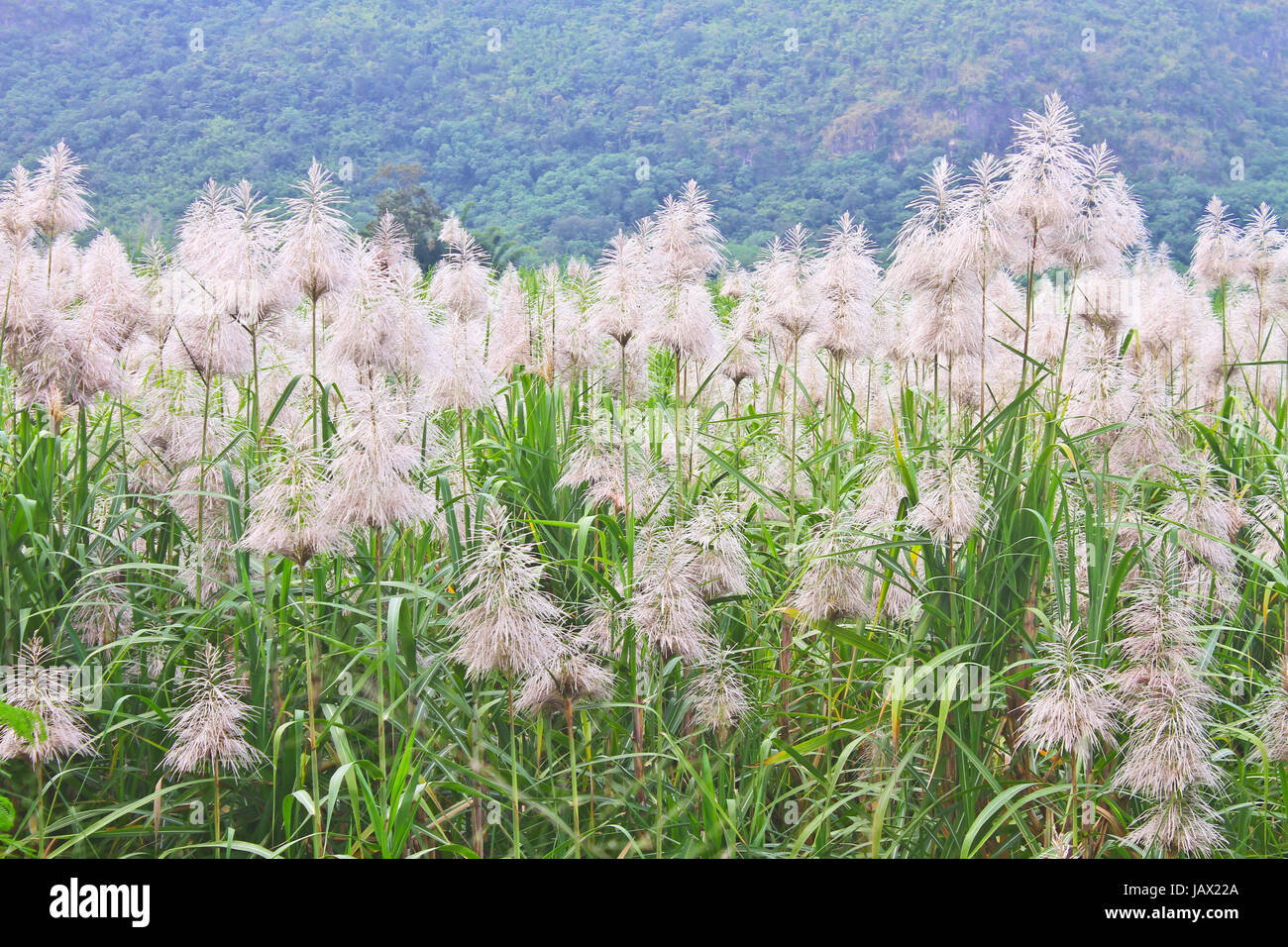 Golden giant reed field against on mountain background Stock Photo - Alamy