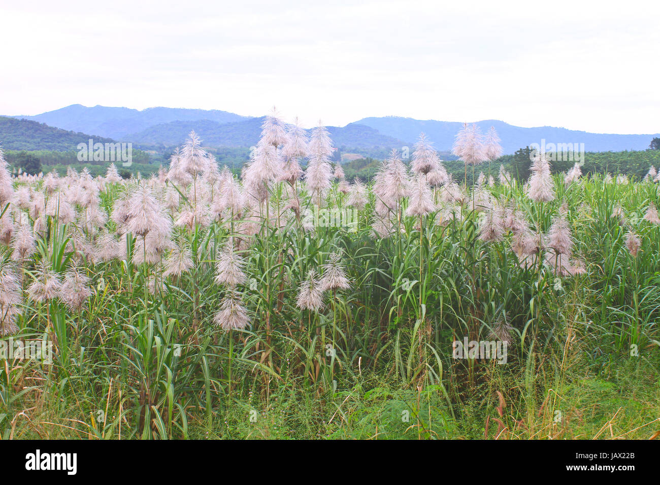 Golden giant reed field against on mountain background Stock Photo - Alamy