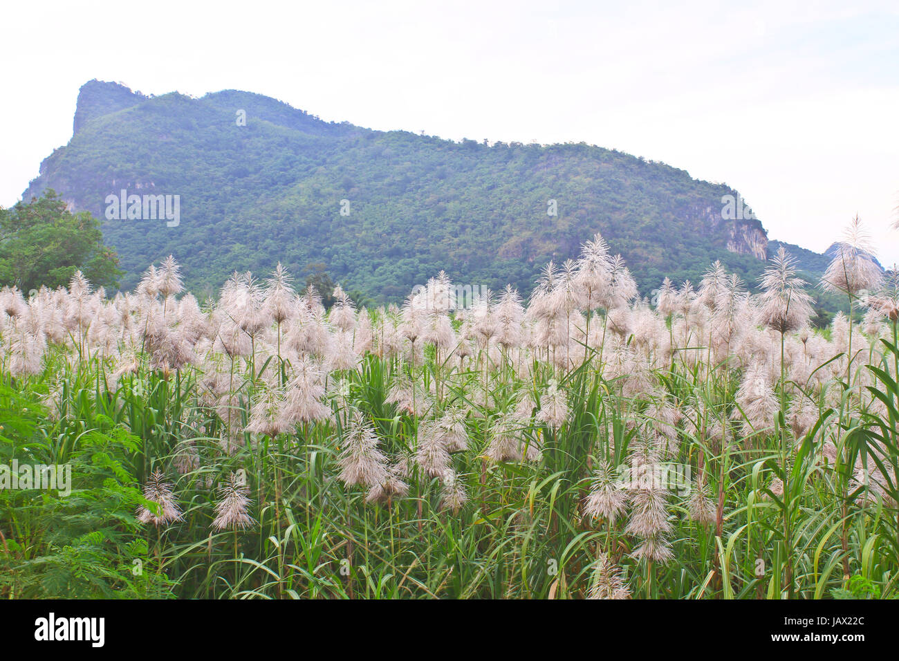 Golden giant reed field against on mountain background Stock Photo - Alamy