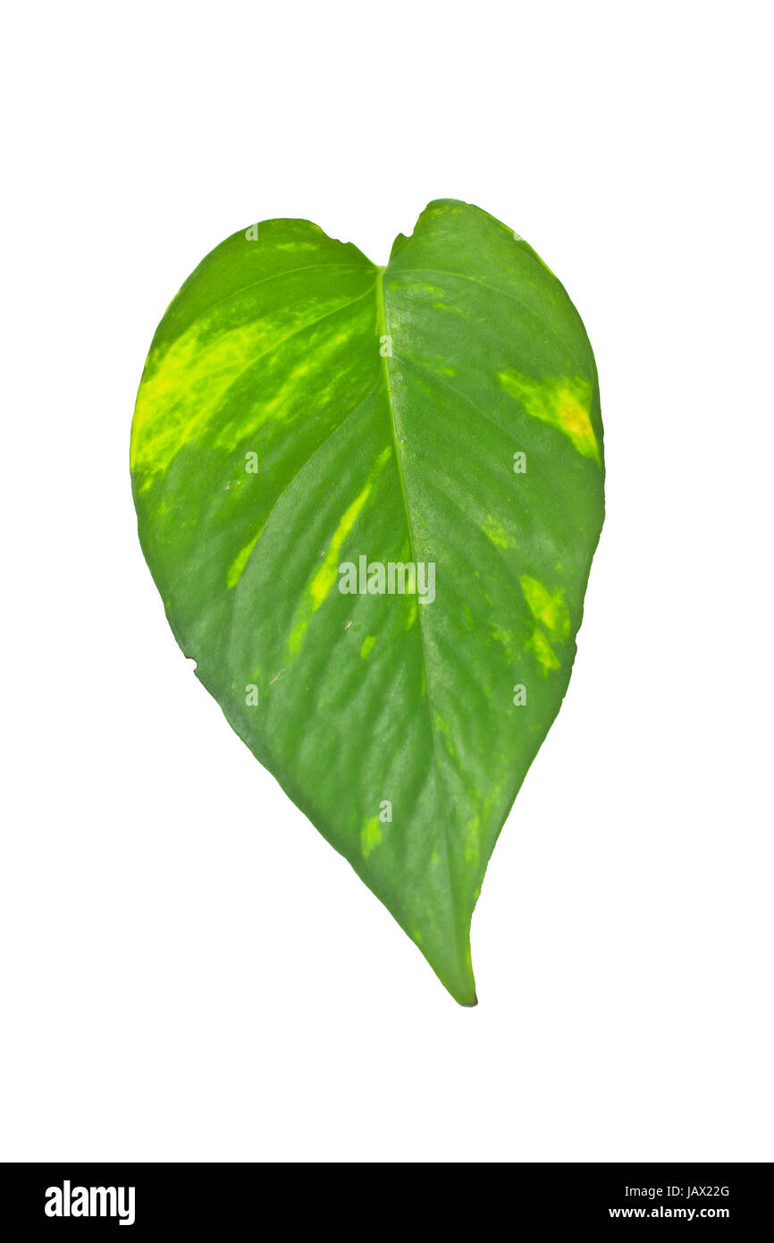 leaf plant epipremnum scindapsus close up isolated on white background ...