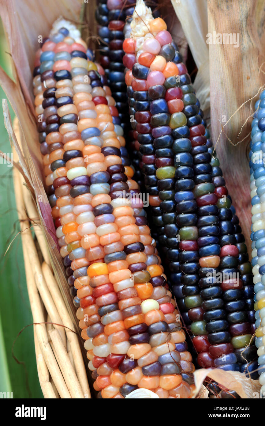 Heirloom Corn High Resolution Stock Photography and Images - Alamy
