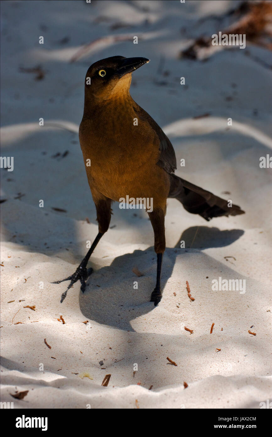 Gold sparrow hi-res stock photography and images - Alamy