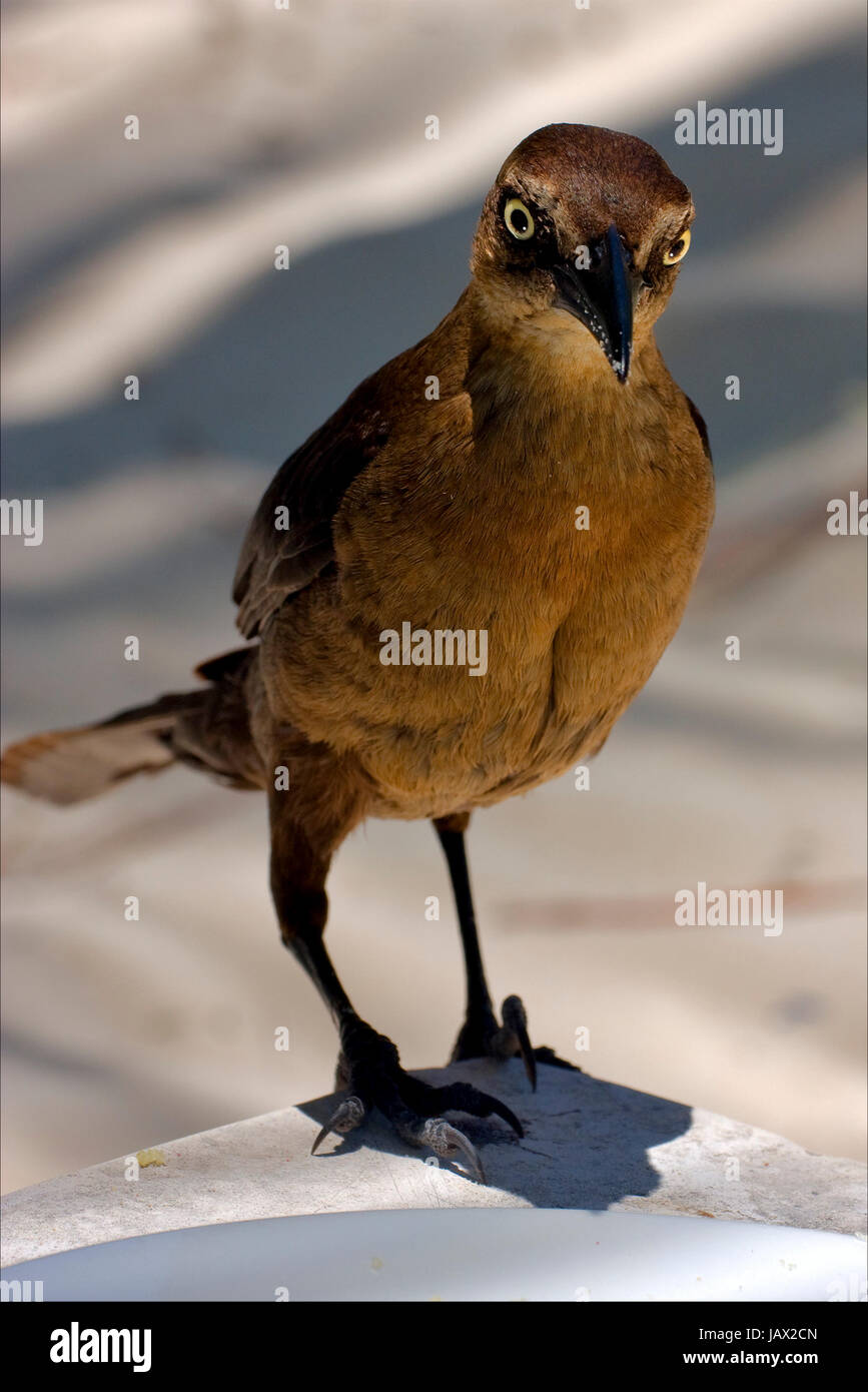 Gold sparrow hi-res stock photography and images - Alamy