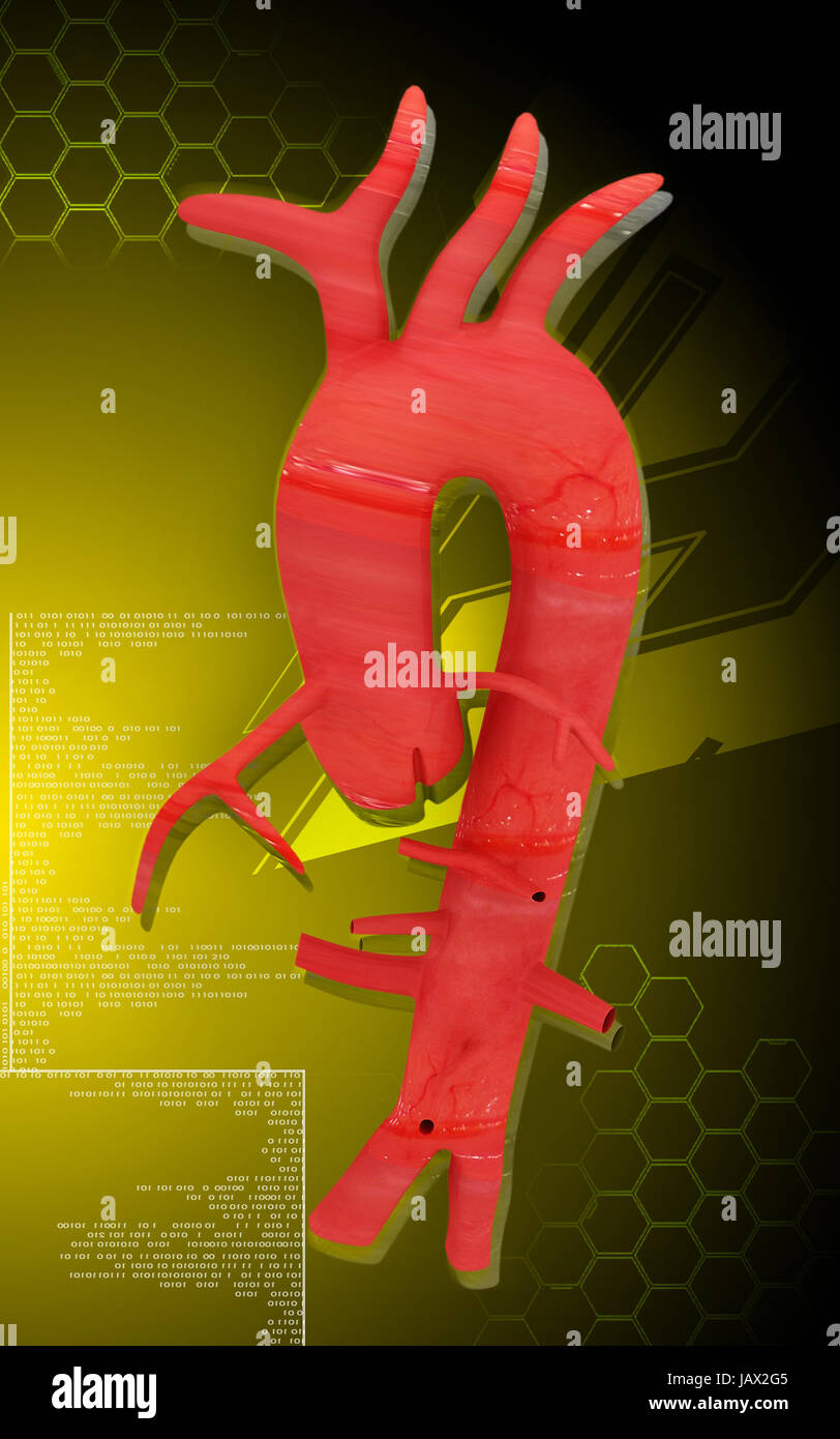 Arch of aorta hi-res stock photography and images - Alamy