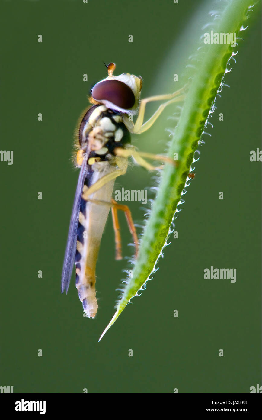 Diptera syrphidae hi-res stock photography and images - Alamy