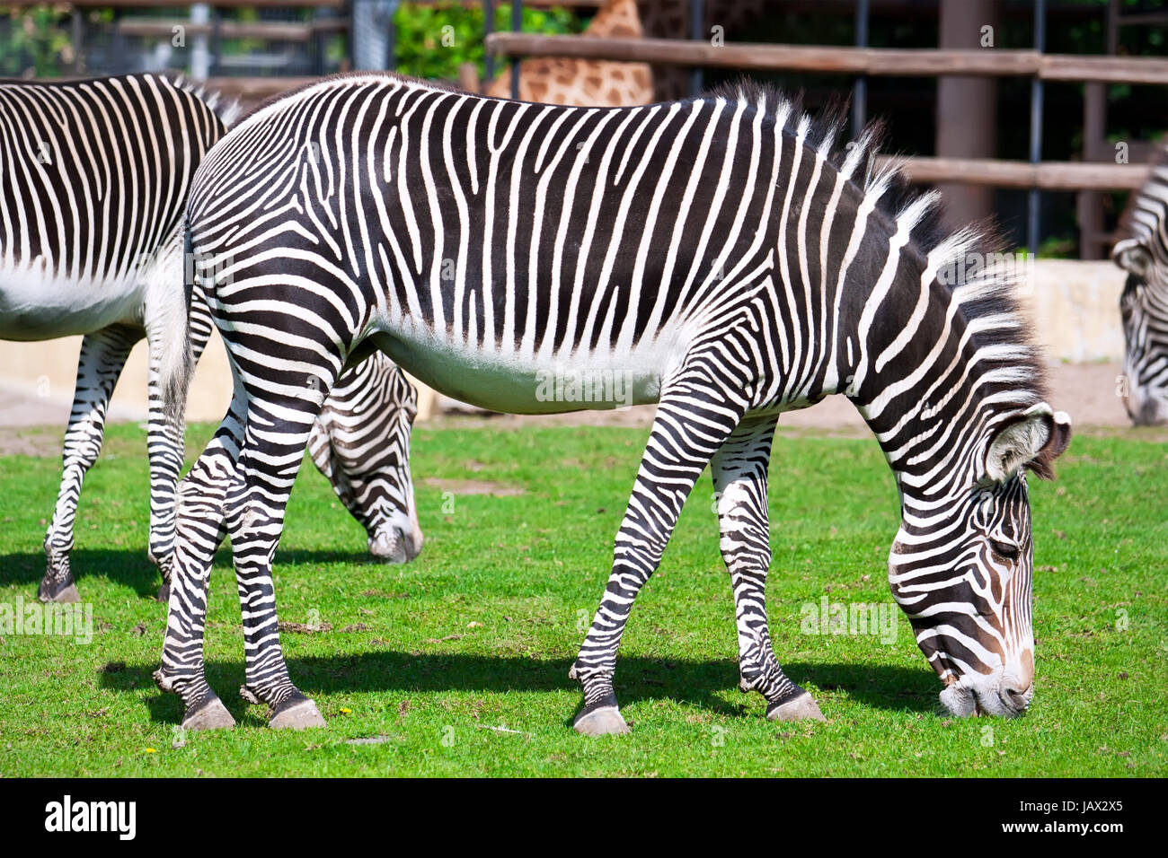 Nice close-up photo of young male zebra in zoo Stock Photo - Alamy