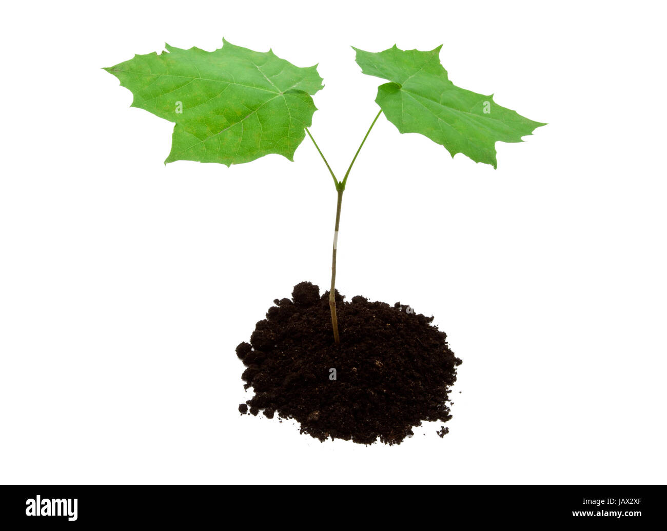 Small young tree isolated on white background Stock Photo - Alamy