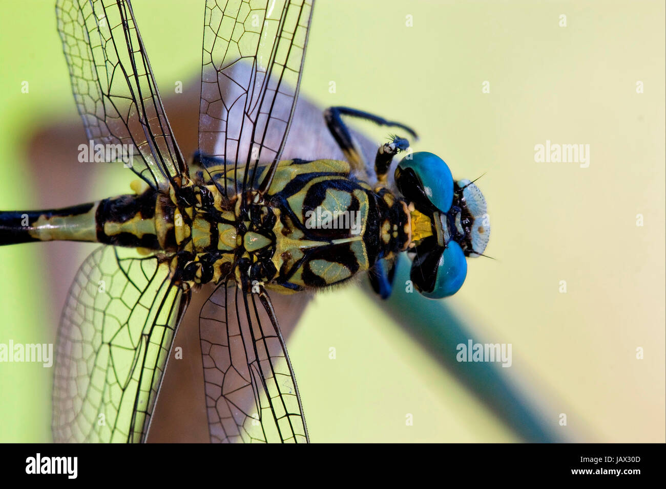 back of wild black yellow dragonfly anax imperator on a wood leaf in ...