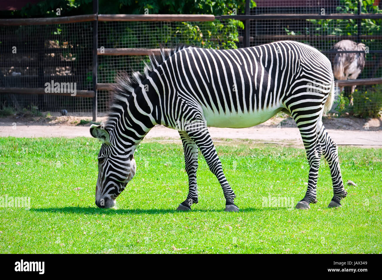 Nice close-up photo of young male zebra in zoo Stock Photo - Alamy