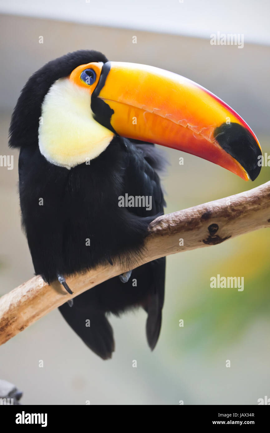 Cute exotic toucan with huge beak sitting on small stick Stock Photo ...