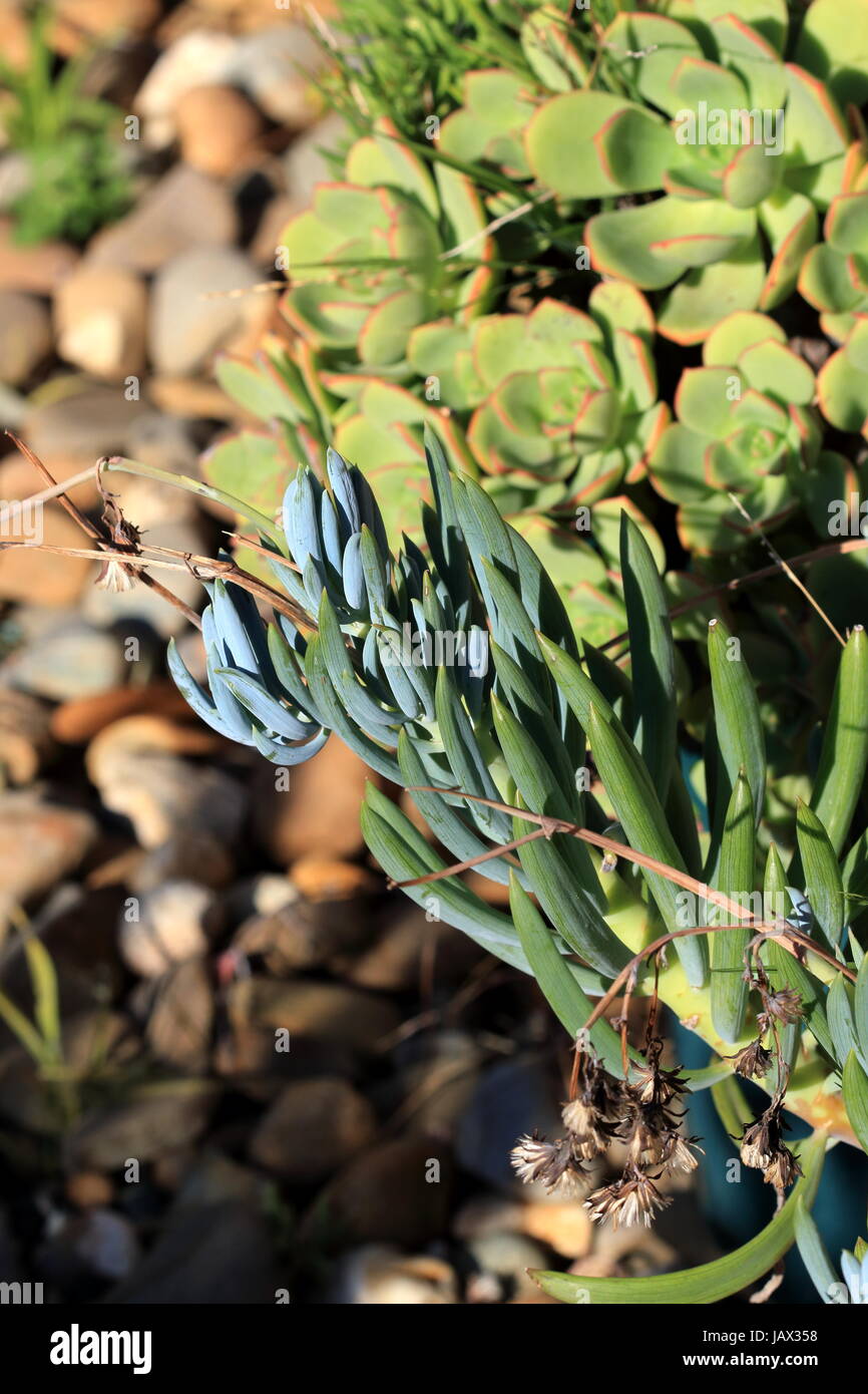 Senecio Mandraliscae, Blue Finger Succulent Stock Photo - Alamy