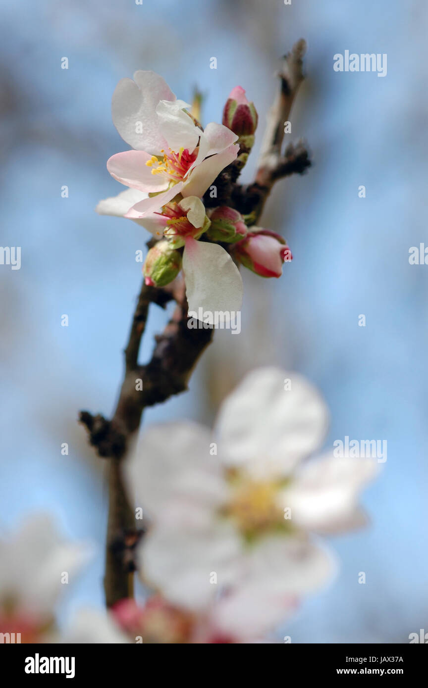 Almond tree branch detail buds and blooming flowers in the spring ...