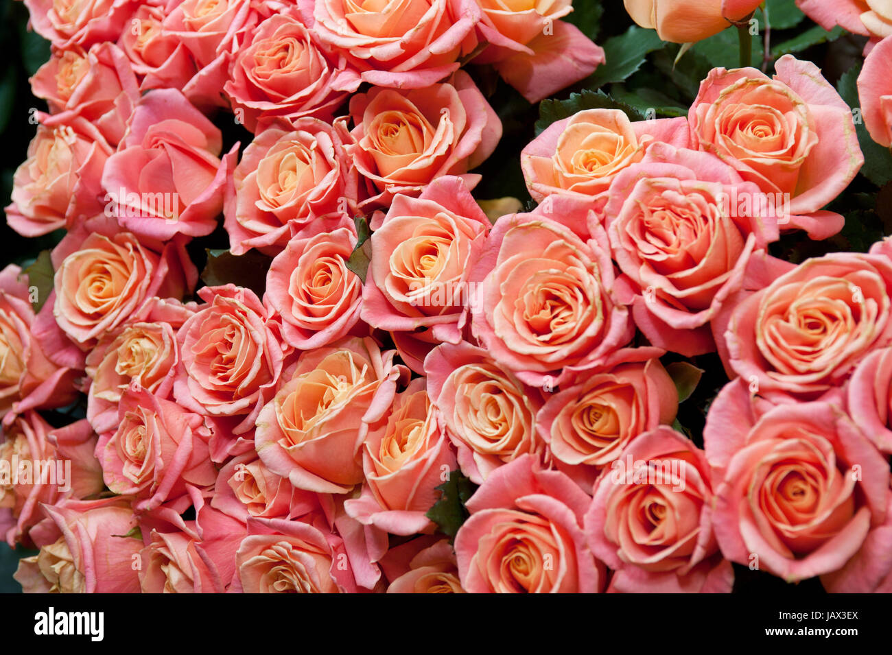 red natural roses background Stock Photo - Alamy