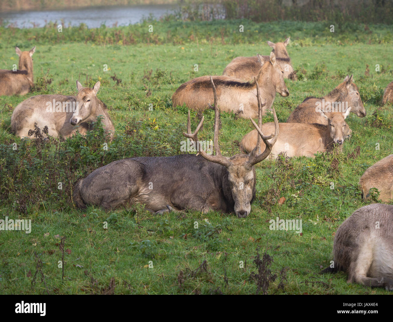 Pere David's Deer also known as Father David Deer waking up on an early ...