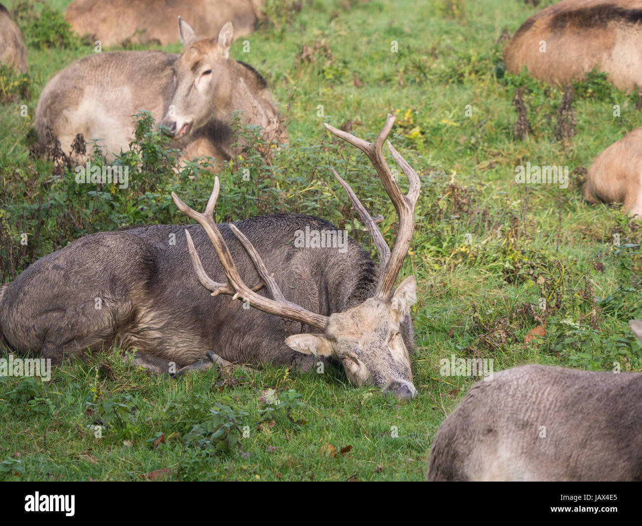Pere David's Deer also known as Father David Deer waking up on an early ...