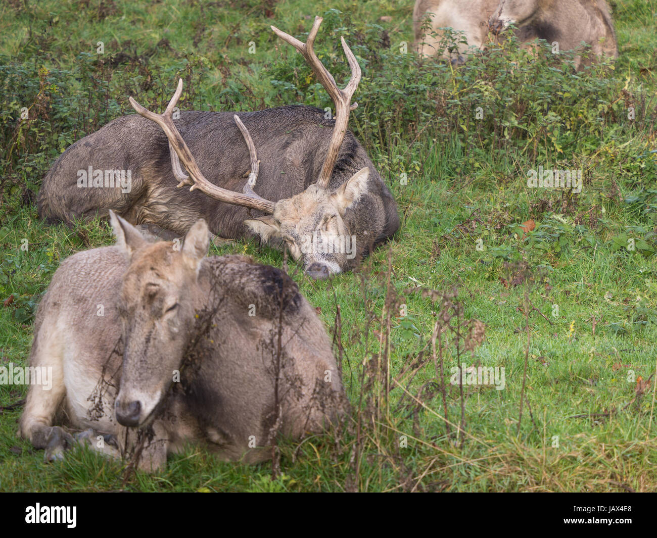 Pere David's Deer also known as Father David Deer waking up on an early ...