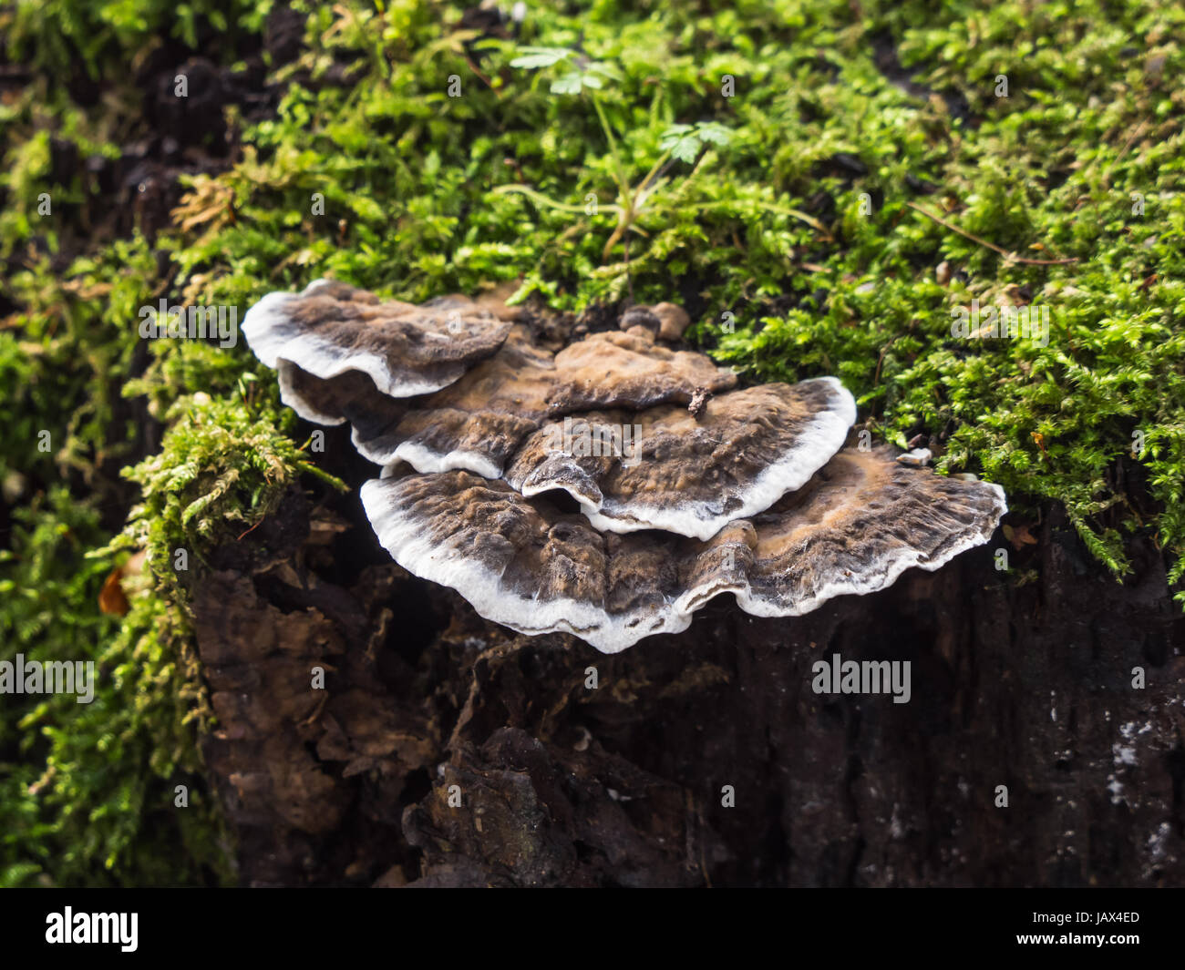 Bjerkandera fumosa belongs to the family of the Meruliaceae fungi Stock ...