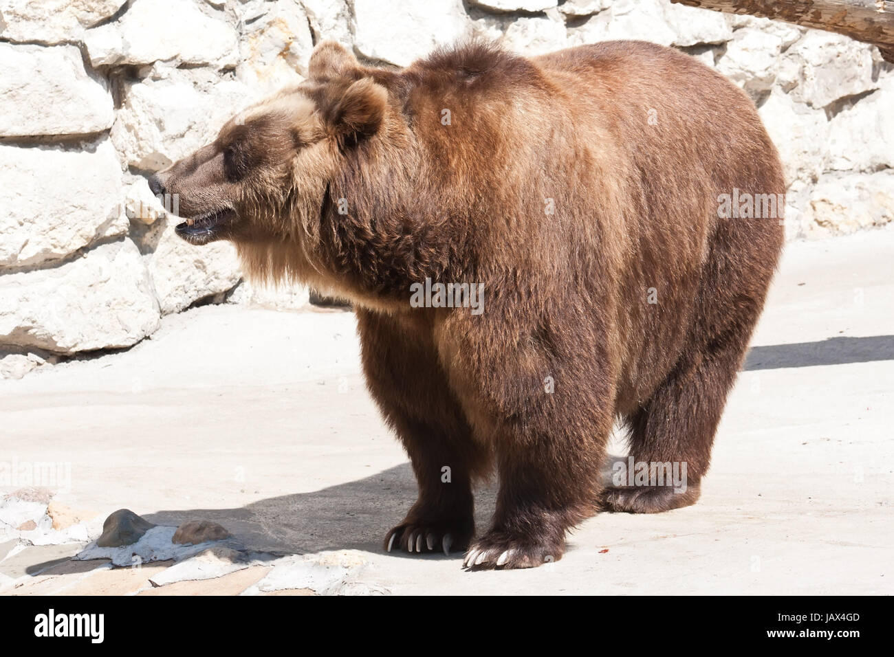 Beautiful photo of big and strong brown Bear in zoo Stock Photo - Alamy