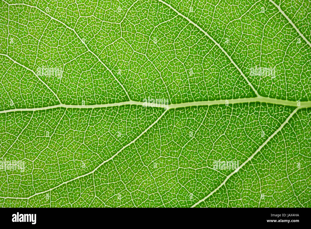 Nice macro photo of big green leaf Stock Photo - Alamy