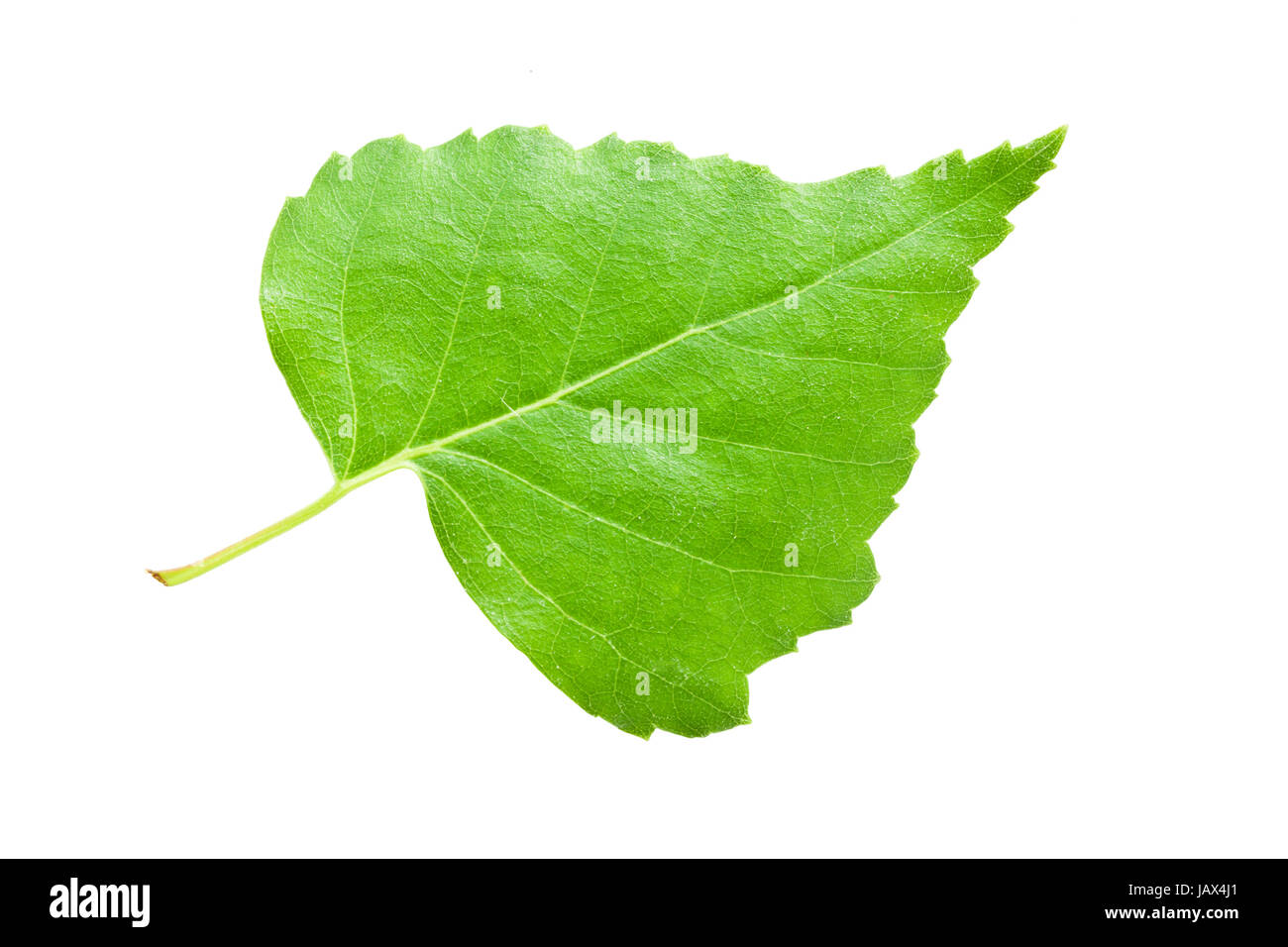 Beautiful macro photo of birch leaf, isolated on white background Stock ...