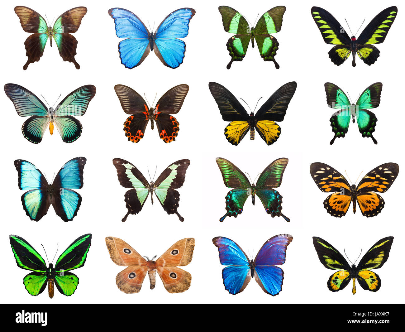 Collection of beautiful tropical butterflies isolated on white ...