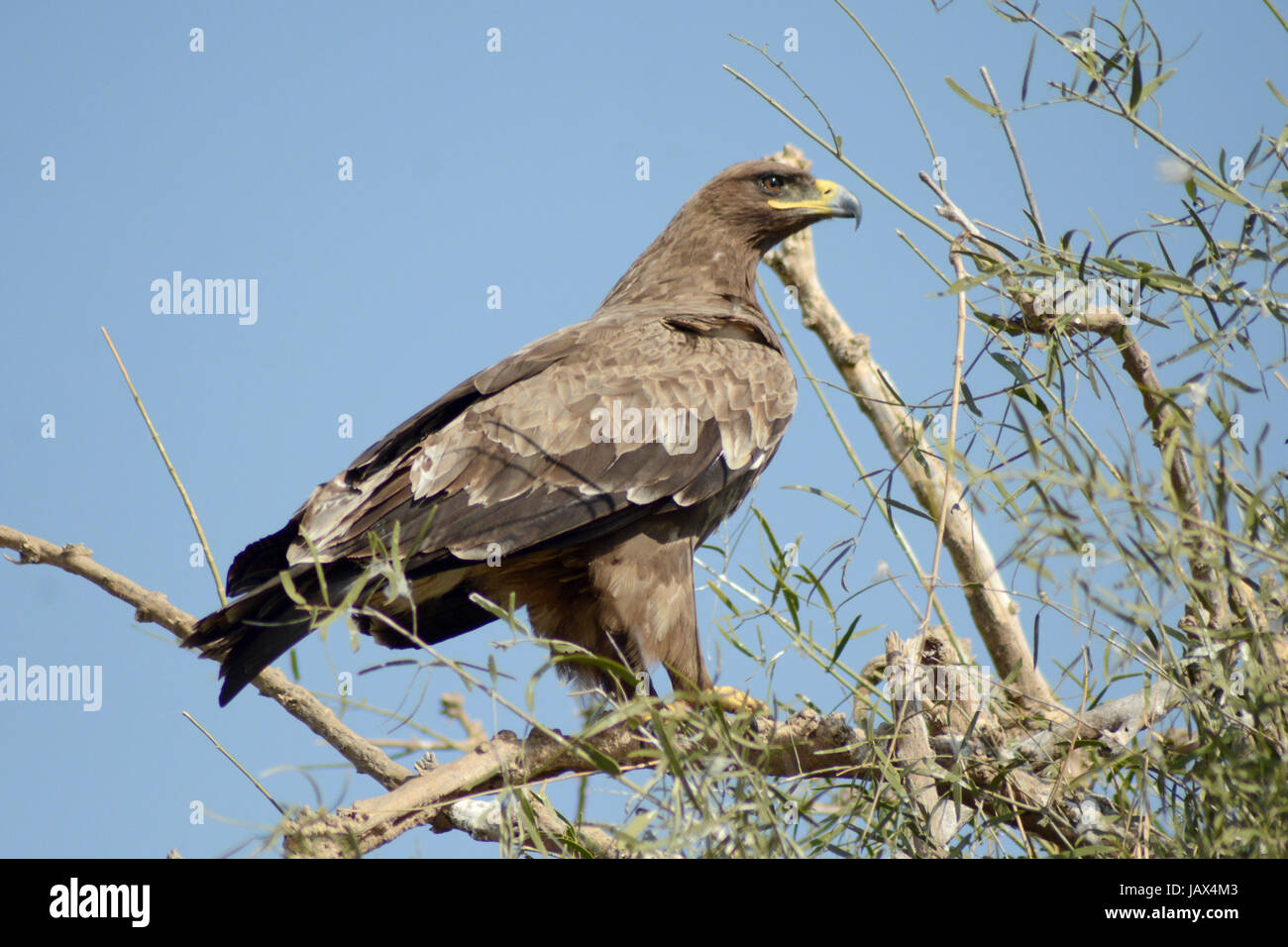 The Steppe Eagle (Aquila nipalensis Stock Photo - Alamy