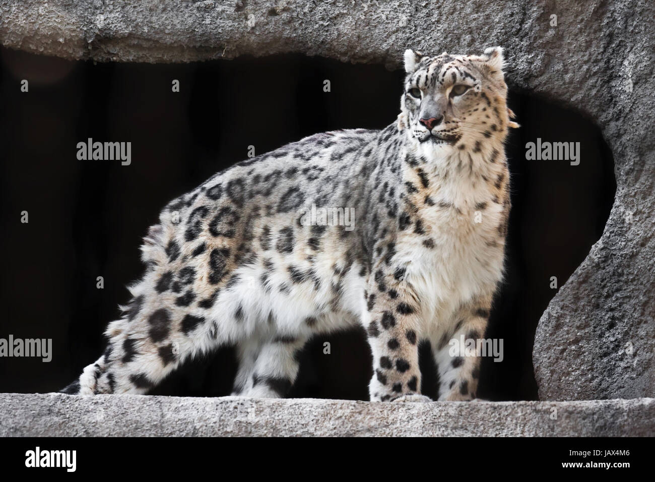 Beautiful close-up photo of rare Snow Leopard Stock Photo - Alamy