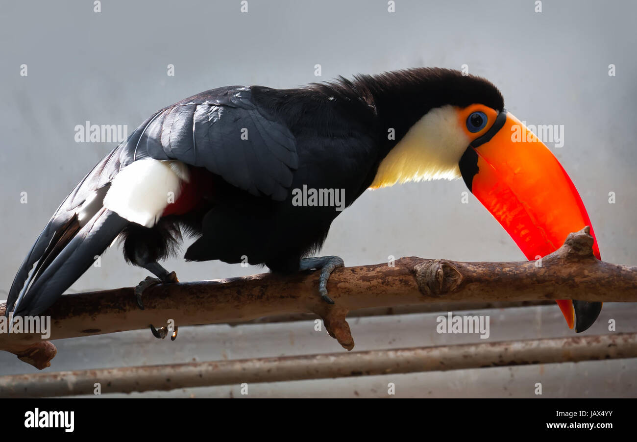 Cute exotic toucan with huge beak sitting on small stick Stock Photo ...