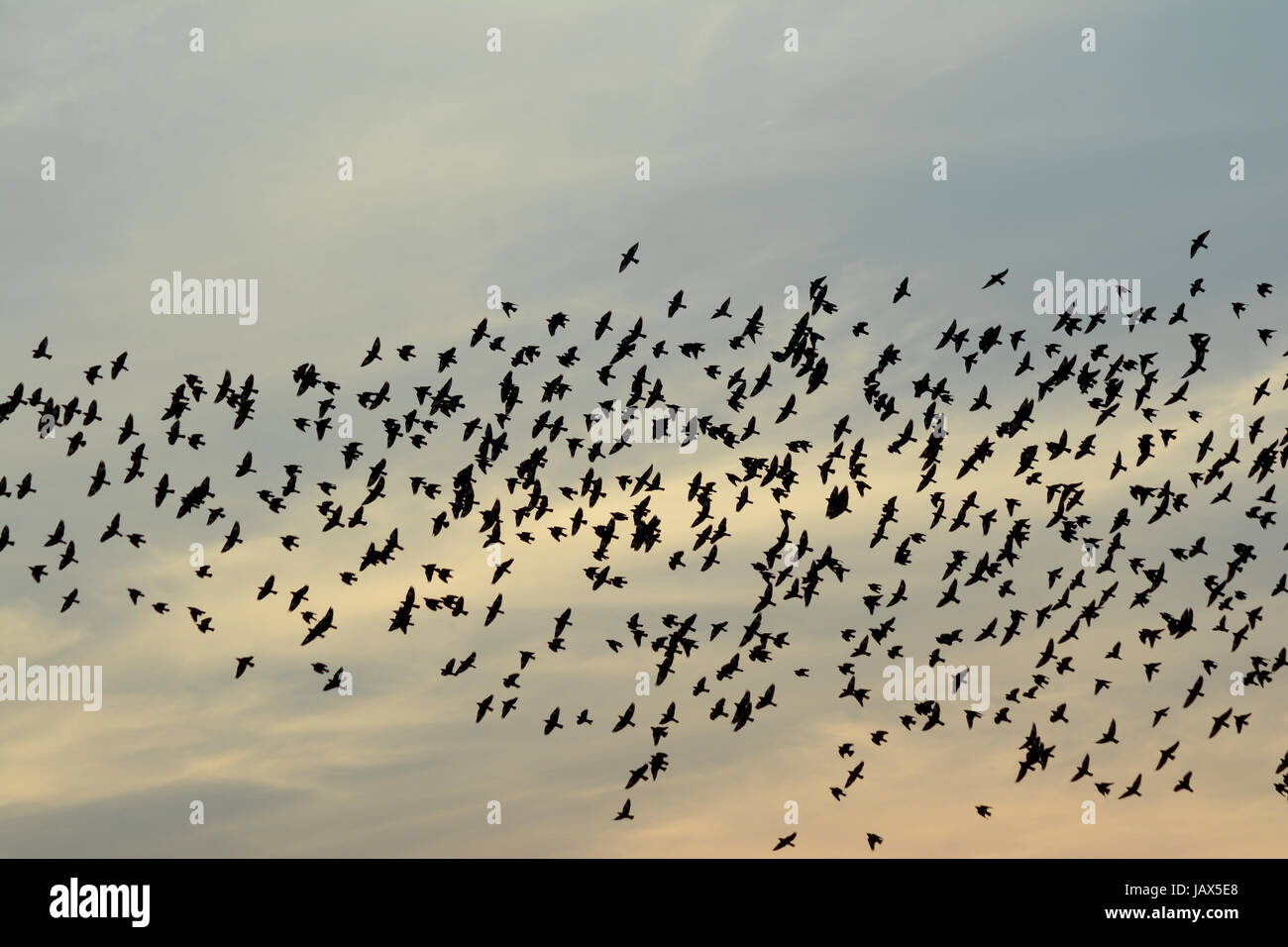 FLOCKING BEHAVIOR IN BIRDS IN EVENING Stock Photo - Alamy