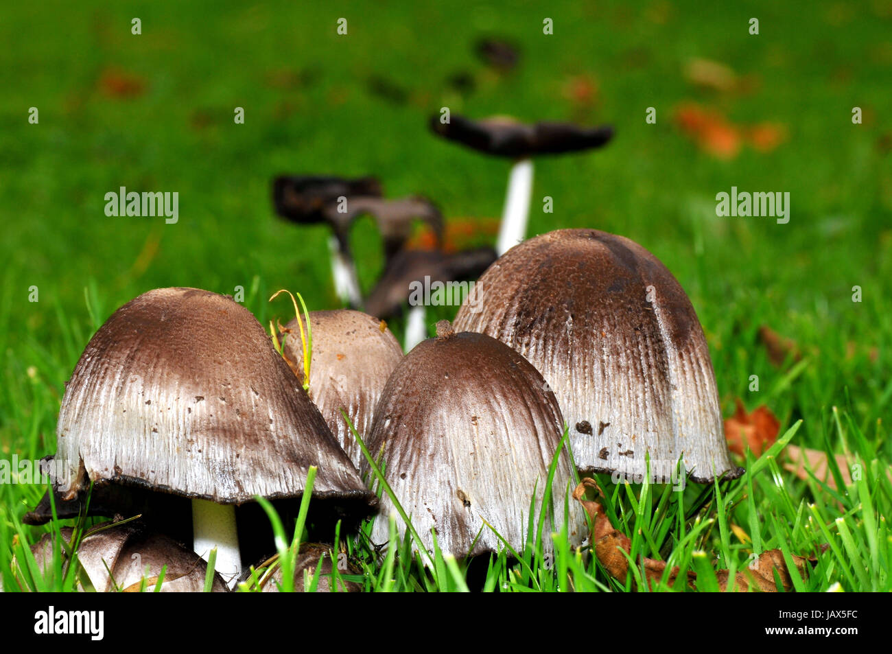 Mushroom netting hi-res stock photography and images - Alamy