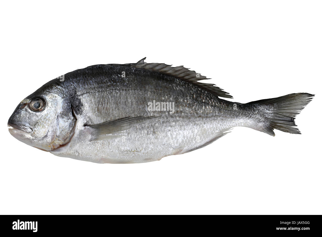 Frischer Fisch Dorade, freigestellt vor einem weissen Hintergrund Stock ...