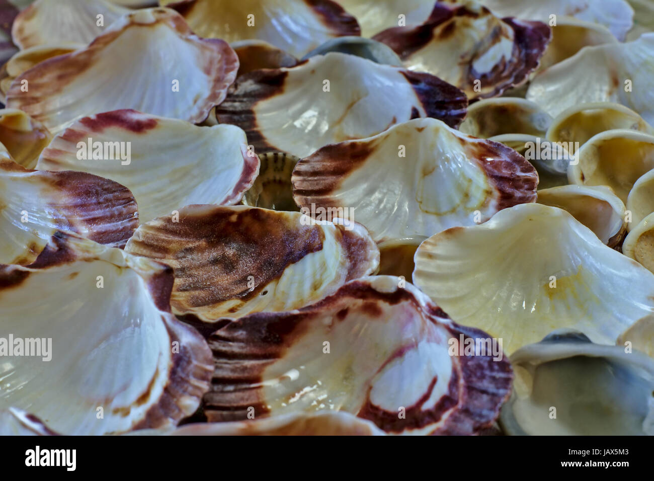 A view of the inside of a lot of shells Stock Photo - Alamy