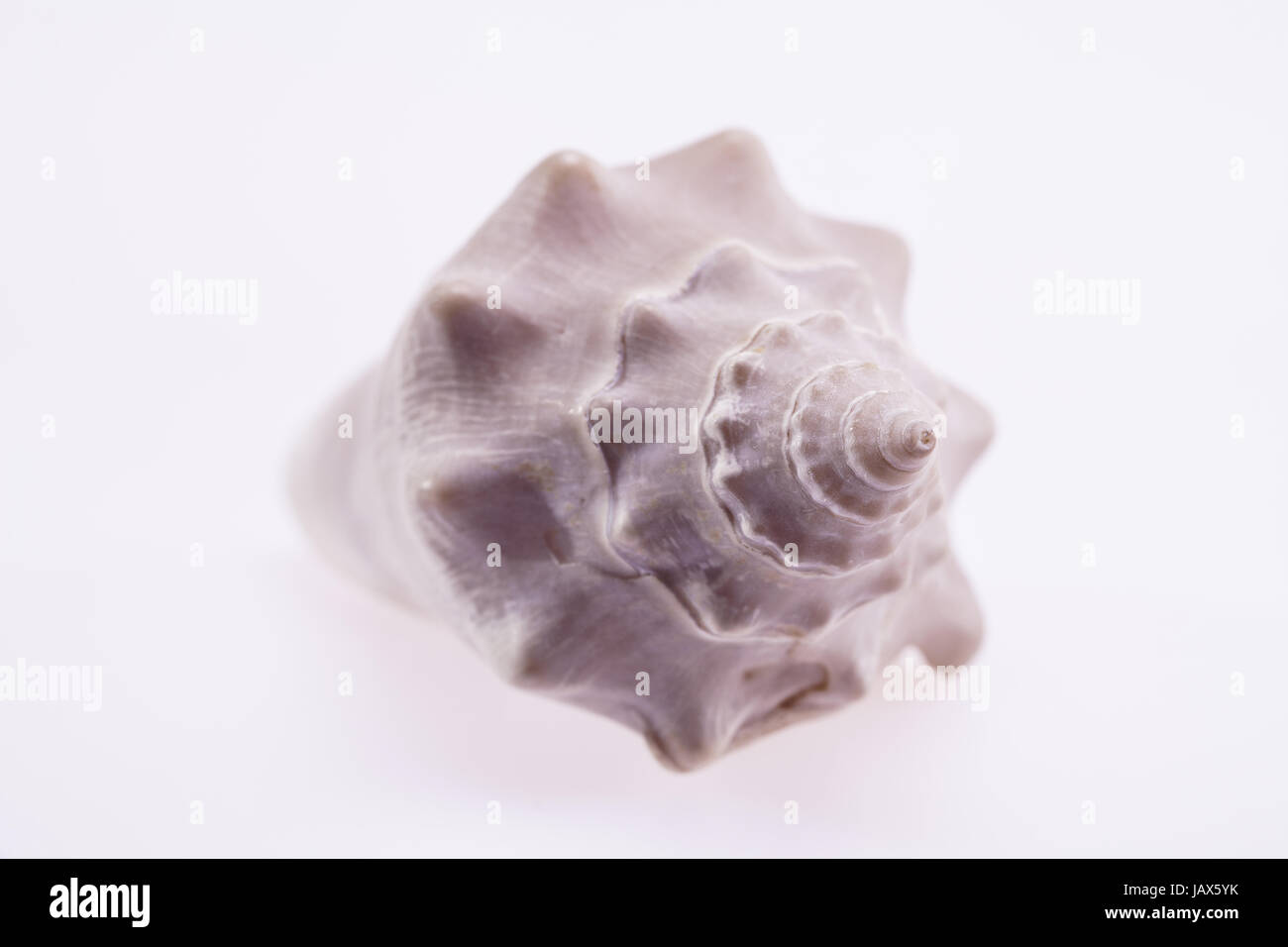 single seashell isolated on white background Stock Photo - Alamy
