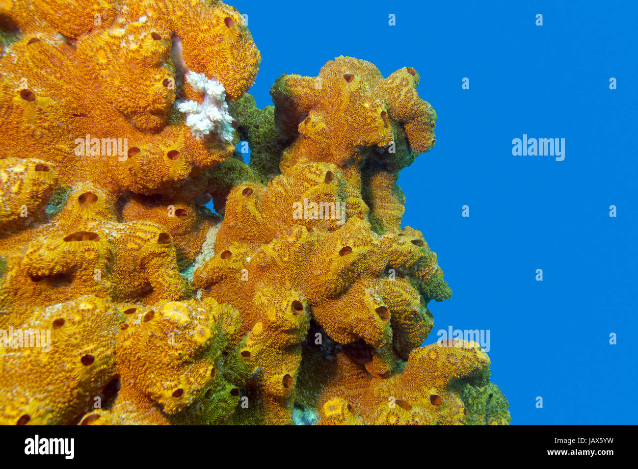 coral reef with sea sponge isolated on blue water background Stock ...