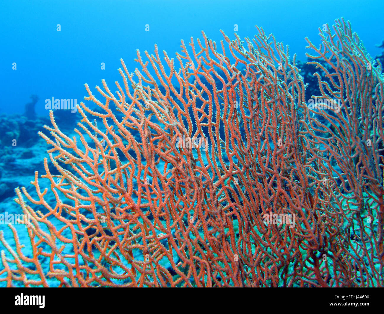 coral reef with beautiful great gorgoniam at the bottom of tropical sea ...