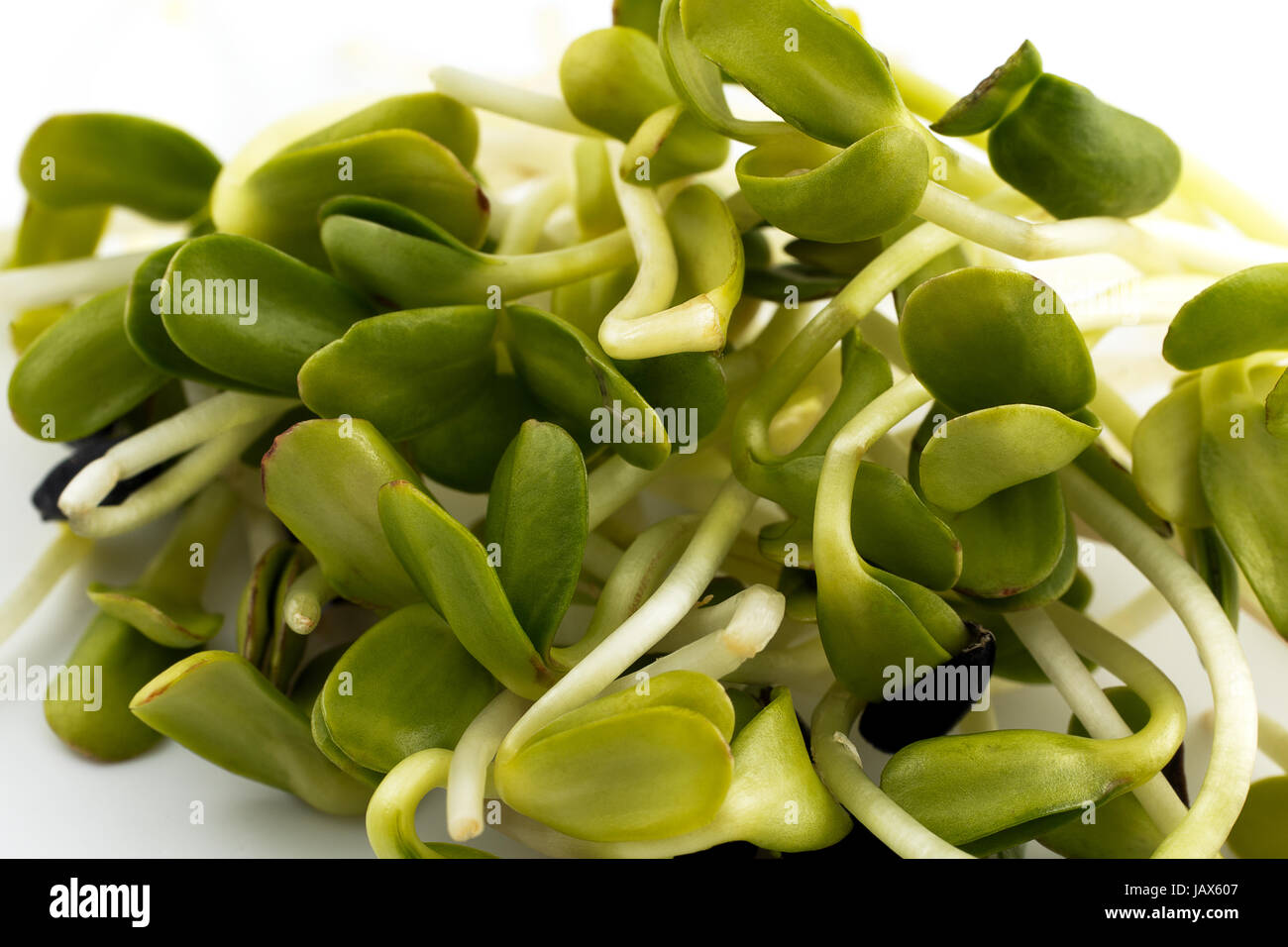handful of green sprouts isolated on white background - macro Stock ...