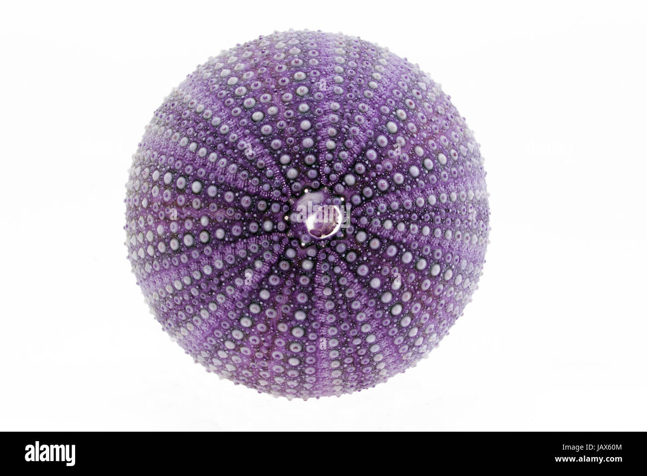 isolated great skeleton of sea shell violet echinoidea - macro Stock ...