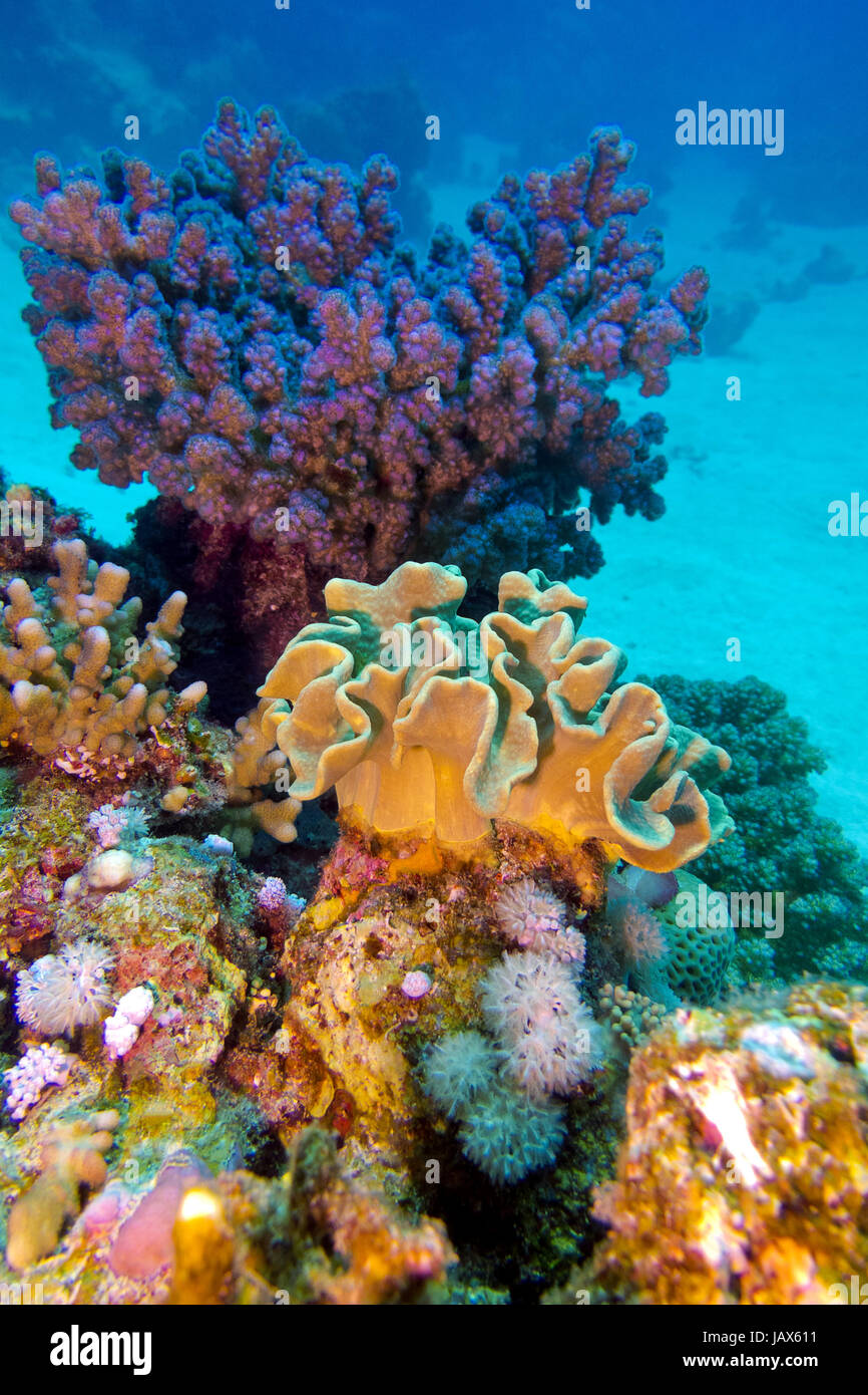 coral reef with great hard and soft corals at the bottom of tropical ...