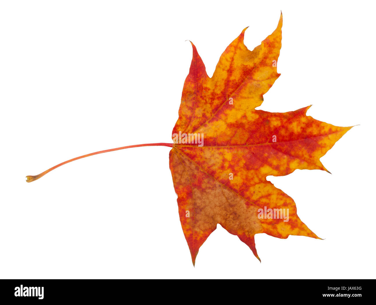 Beautiful maple leaf isolated on white background Stock Photo - Alamy