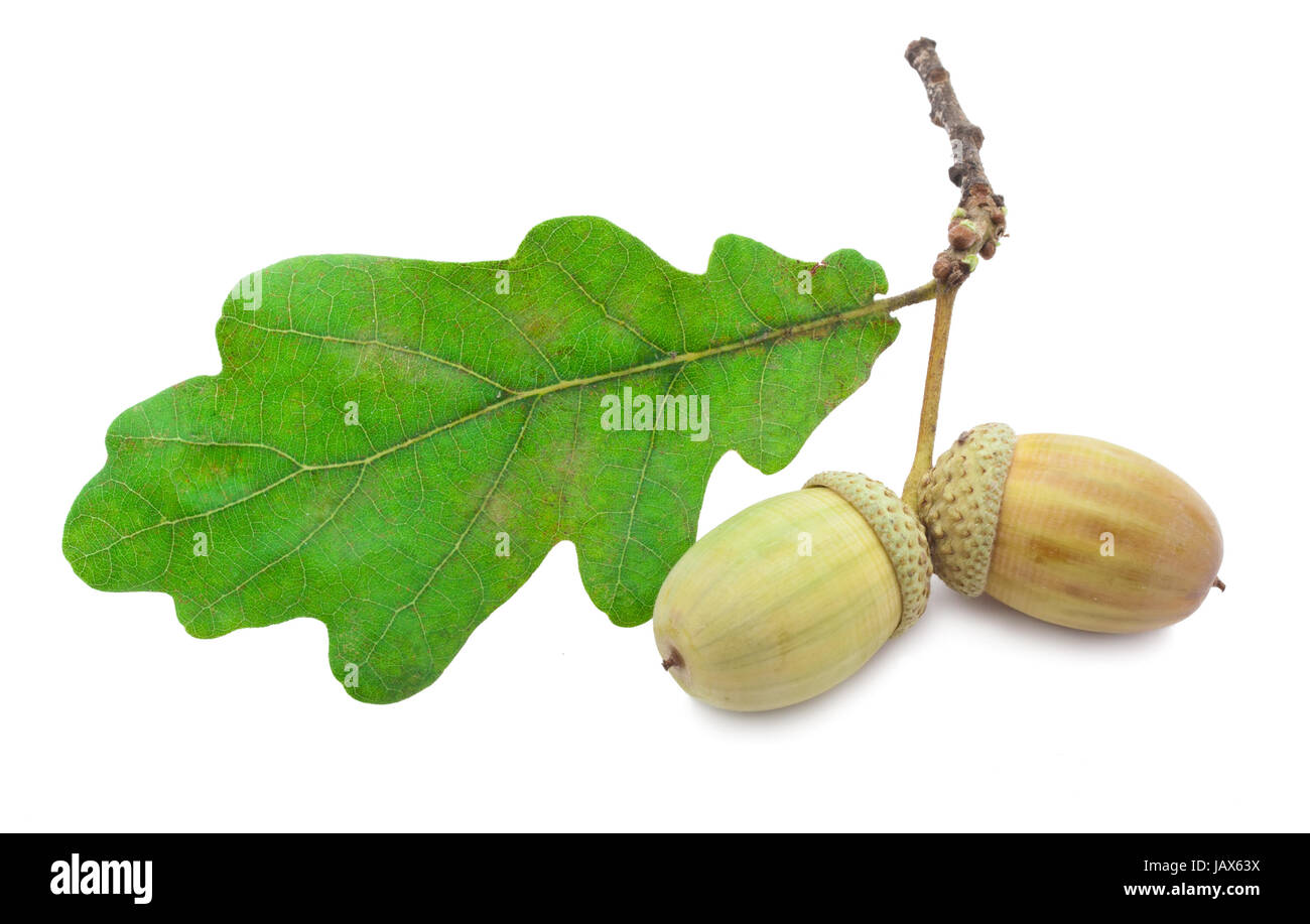 Beautiful macro photo of acorn, isolated on white background Stock ...