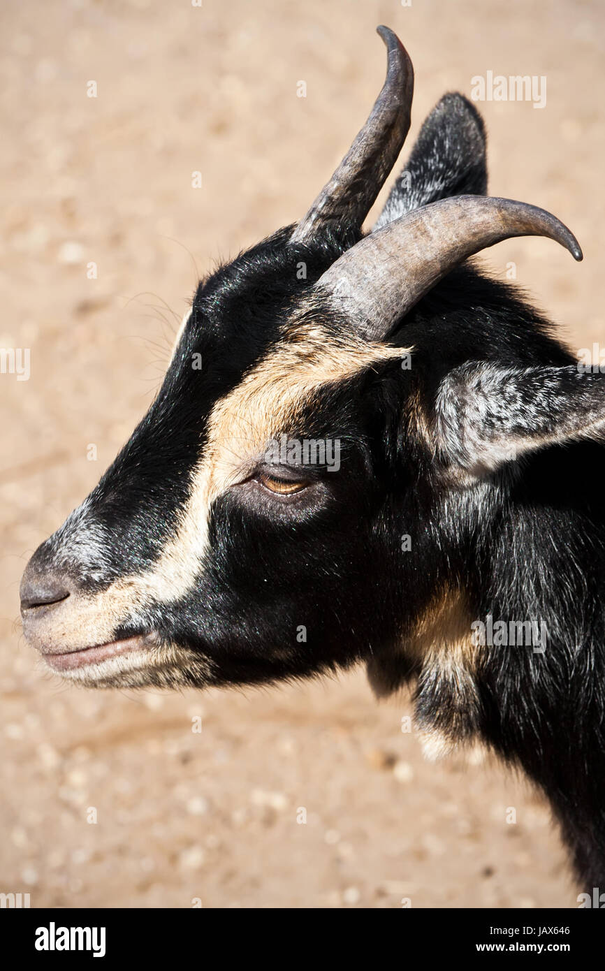 Nice close-up portrait of cute baby goat Stock Photo - Alamy