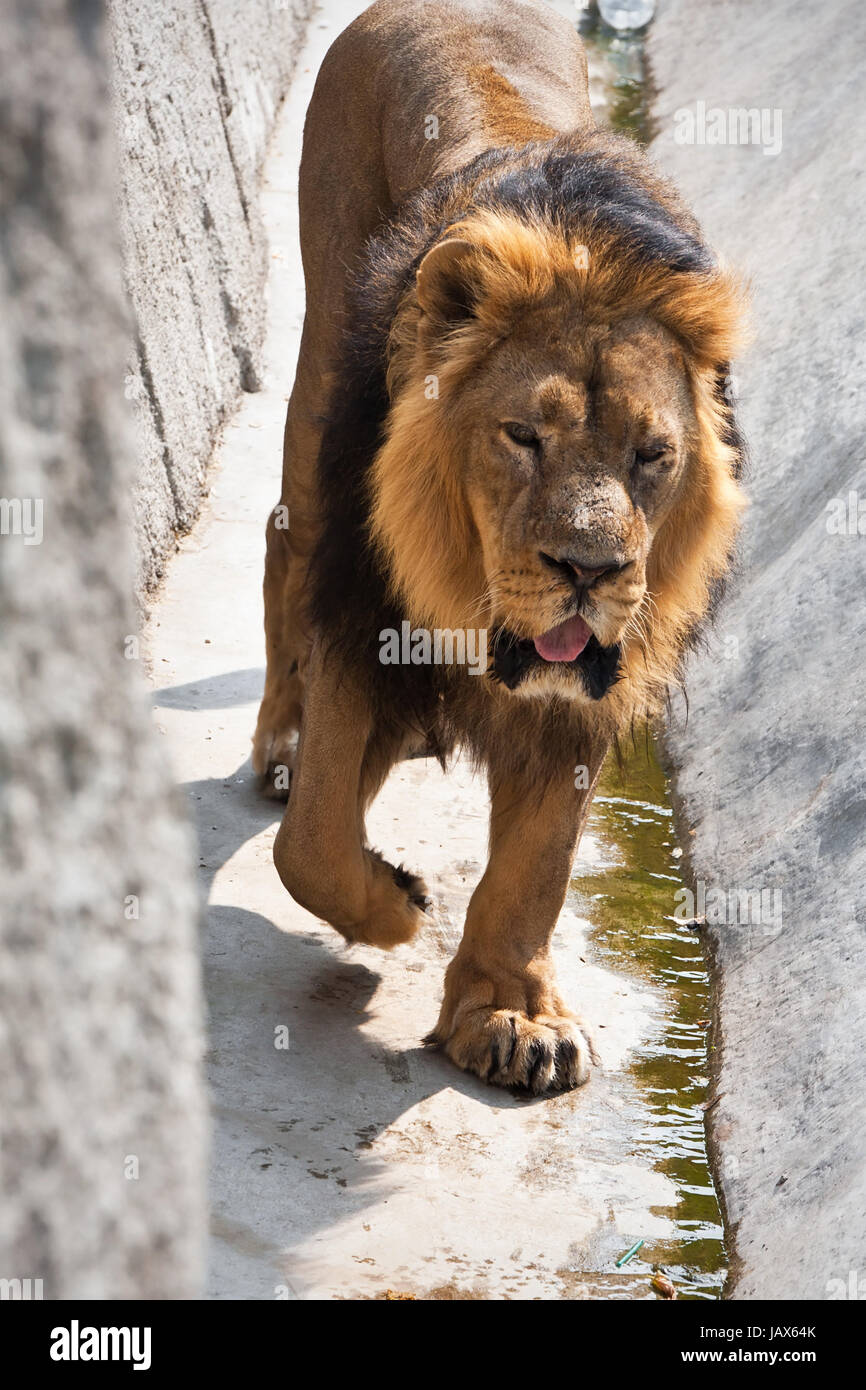 King of animals - African male lion in zoo Stock Photo - Alamy