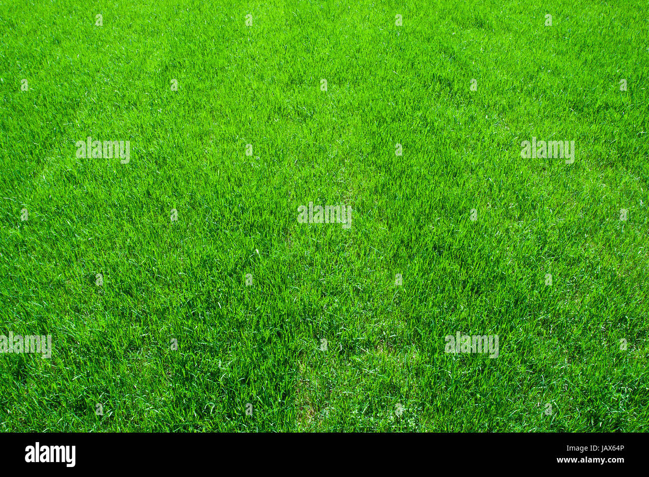 Green lush grass background under bright sunlight Stock Photo - Alamy