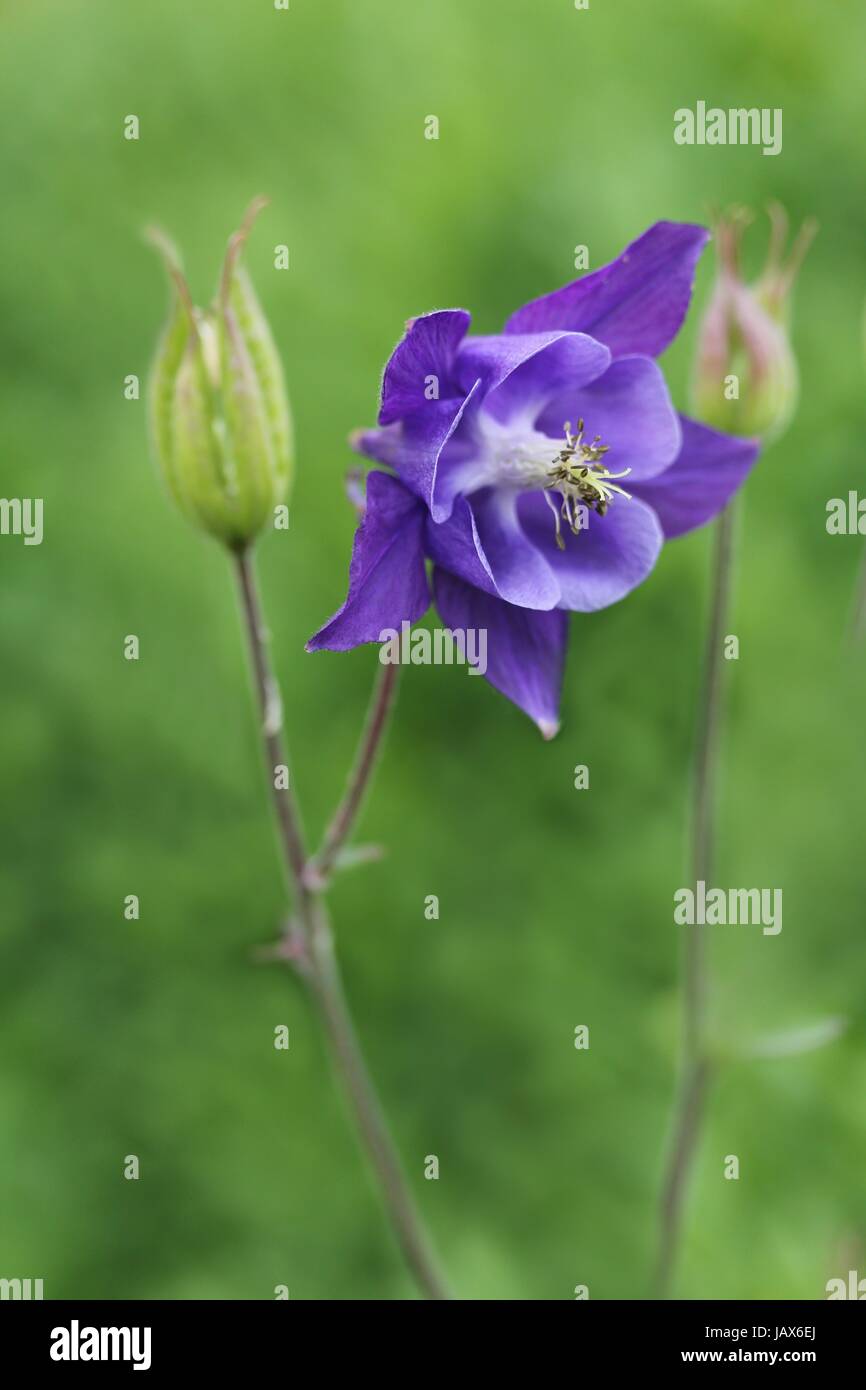 Purple devil plant hi-res stock photography and images - Alamy