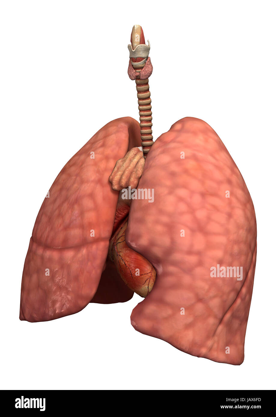 Medical illustration body render lungs hi-res stock photography and ...
