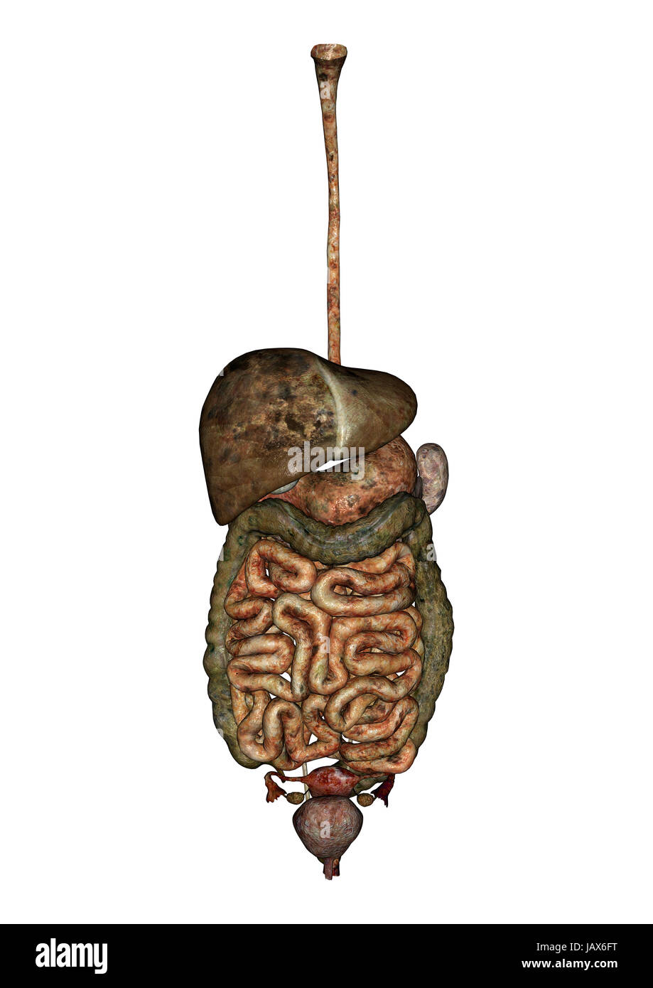 3D digital render of women's sick guts isolated on white background ...