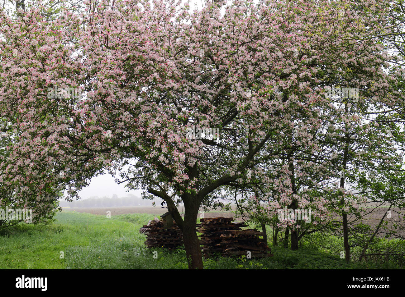old apple tree in blossom Stock Photo - Alamy