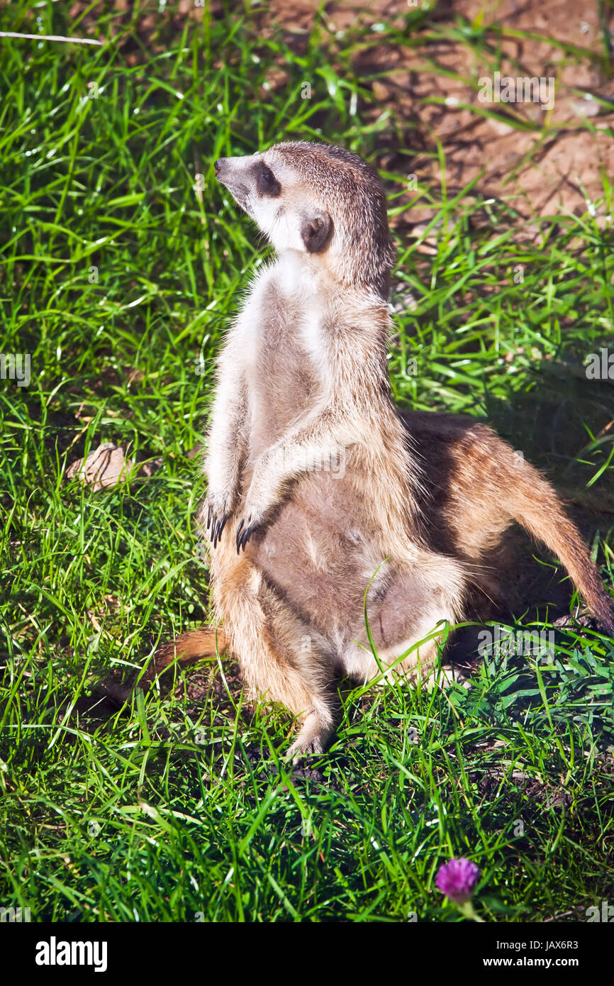 Funny and cute African rodent Meerkat or Suricate Stock Photo - Alamy